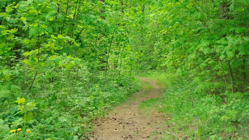 Light Breeze Wind in Beautiful Green Forest. Qualitative Full Hd Video ...