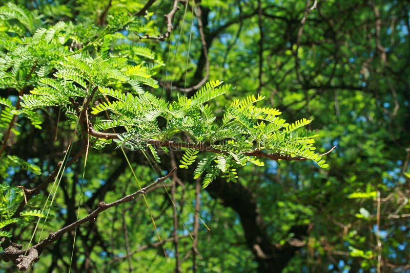 LIGHT on BRIGHT GREEN COMPOUND FOLIAGE Stock Photo - Image of light ...
