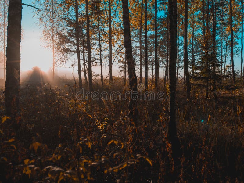 Light of the Bright Sun Illuminating the Forest in Autumn Stock Photo ...