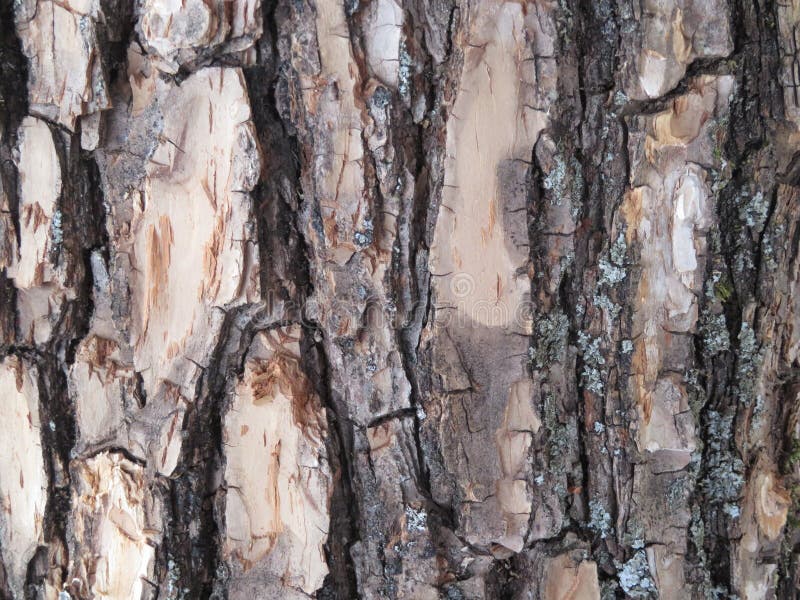 Light Brown Color Background, Painted Sheet Metal Texture Stock Photo ...