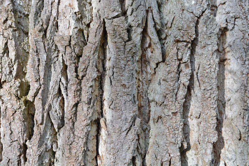 Light, Brown Bark Texture and Background Stock Image - Image of ...