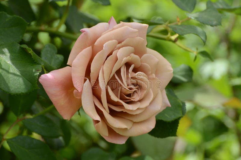 Light Brown Beauty stock photo. Image of surrounded - 247085444