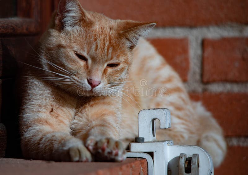 Light Brown Brindle Mediterranean Cat on a Brick Windowsill Stock Photo ...