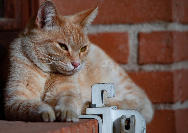 Light Brown Brindle Mediterranean Cat on a Brick Windowsill Stock Image ...