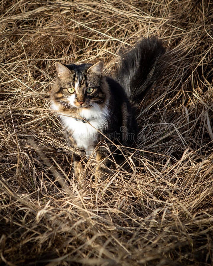 A Light Brown Cat on a Hay. Stock Image - Image of outside, outdoors ...