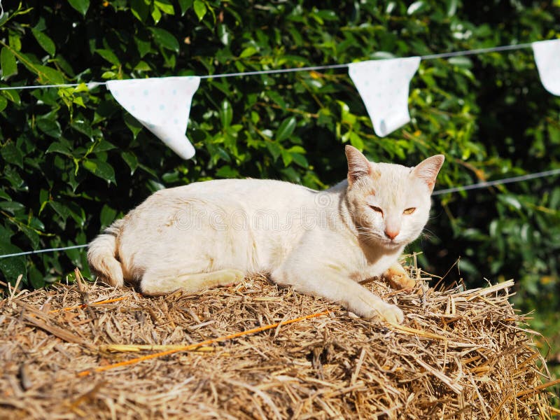 Light Brown Cat Laying Down on Straw Stock Image - Image of brown ...