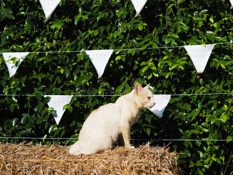 Light Brown Cat Sitting on Straw Stock Photo - Image of domestic ...