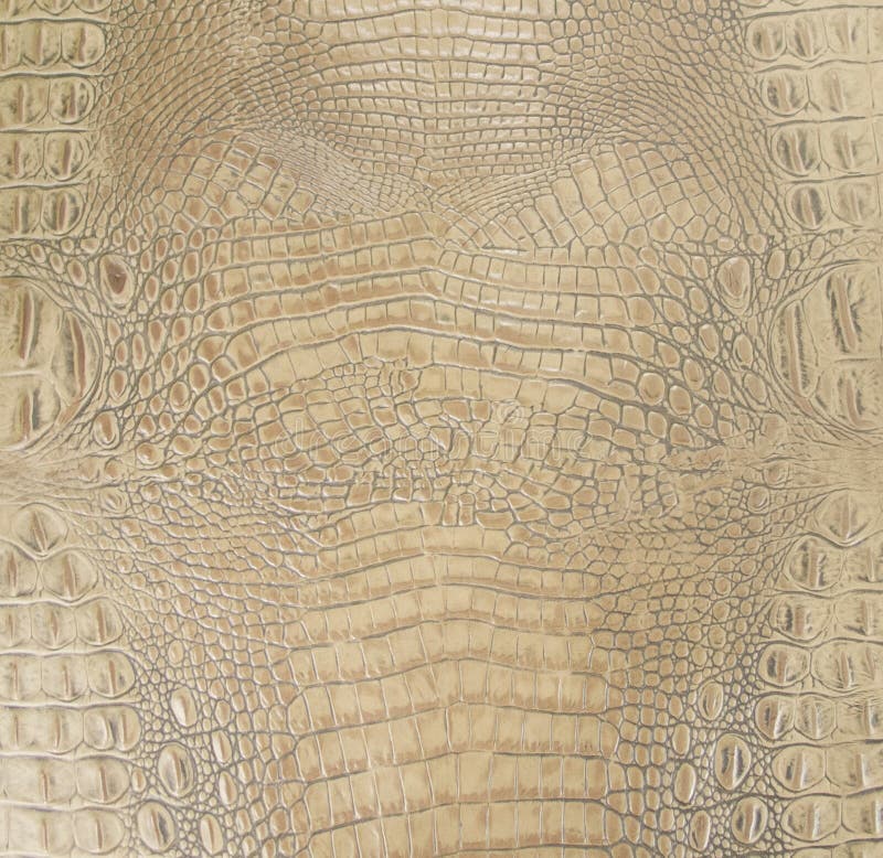 Light Brown Colored Embossed Gator Belly Leather Texture Stock Image ...