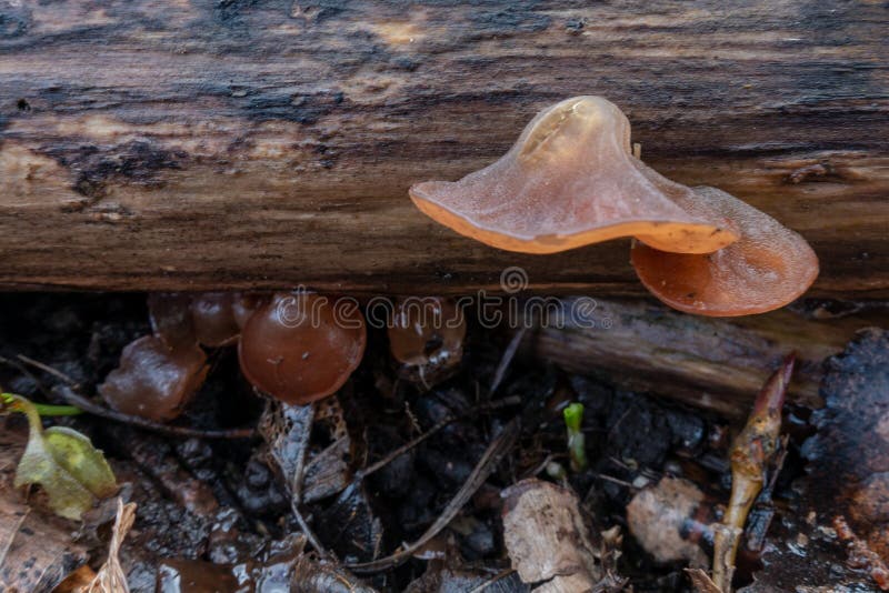Light Brown Colored Fungi Growing on a Log Stock Image - Image of ...