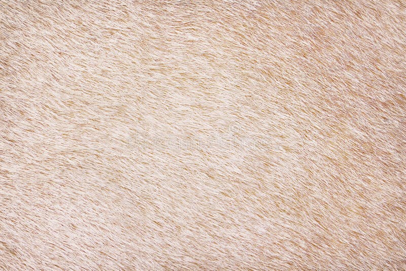 Light Brown Cow Fur Patterns Abstract Texture for Background Stock ...