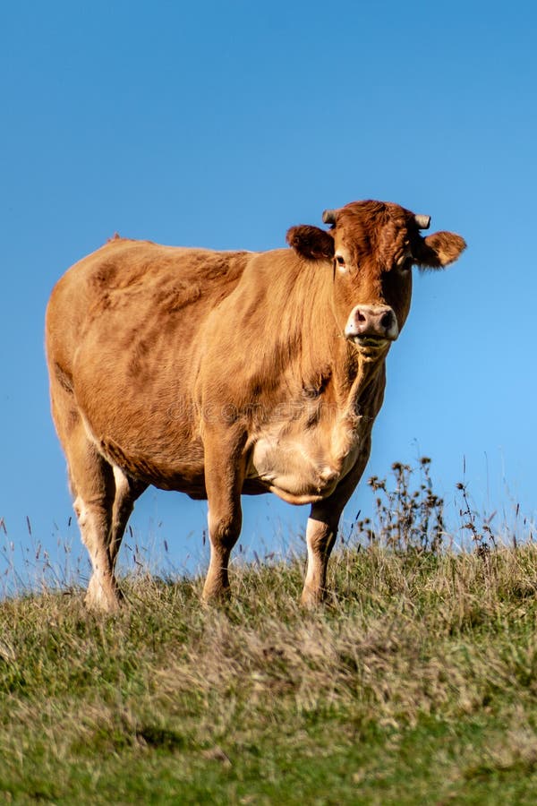 Light Brown Cow in a Meadow, Vacca Stock Image - Image of bovine, brown ...