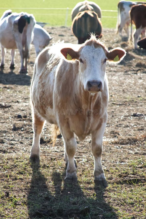 Light Brown Cow with White Muzzle in Paddock Closeup Stock Photo ...