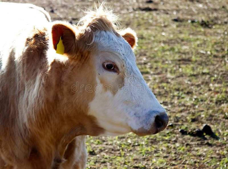 Light Brown Cow with White Muzzle in Paddock Closeup Stock Photo ...
