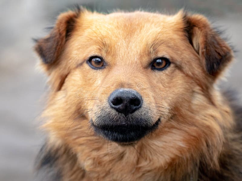 Light Brown Dog Close Up. Portrait of a Dog_ Stock Image - Image of ...