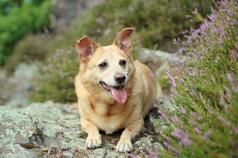 A Light Brown Dog Lies on the Way Near the Heather Stock Photo - Image ...