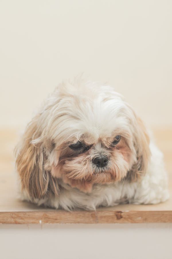 Light Brown Dog of Mal-Shih Breed in Front of a White Wall Stock Photo ...