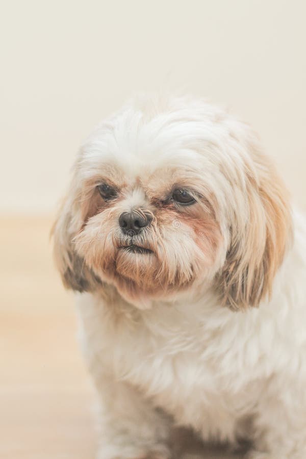 Light Brown Dog of Mal-Shih Breed in Front of a White Wall Stock Image ...
