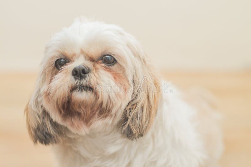 Light Brown Dog of Mal-Shih Breed in Front of a White Wall Stock Image ...