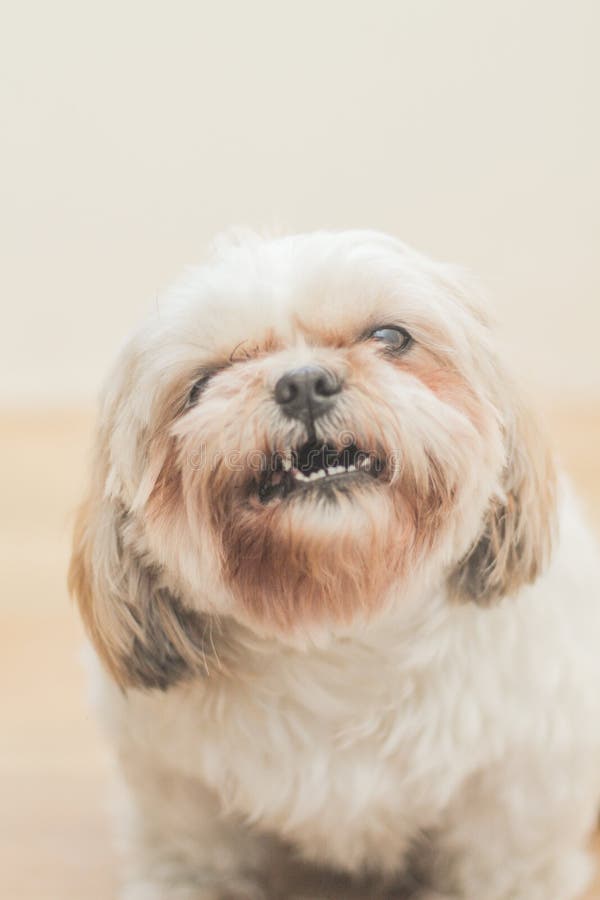 Light Brown Dog of Mal-Shih Breed in Front of a White Wall Stock Photo ...