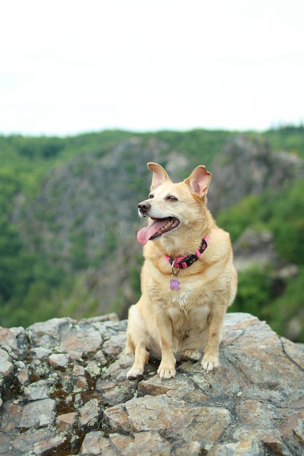 A Light Brown Dog Sits on Stone Stock Image - Image of view, adult ...