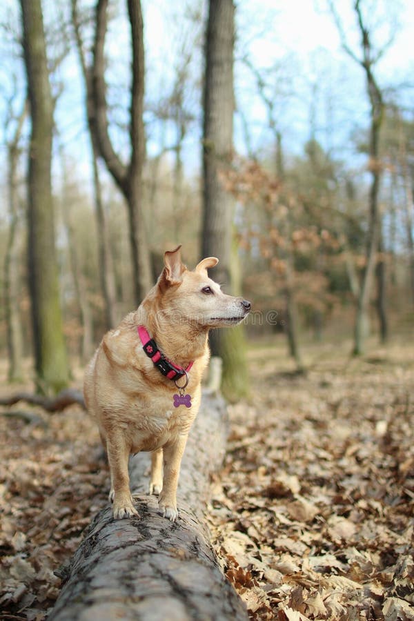 A Light Brown Dog Standing on Tree Trunk in Autumn Forest Stock Image ...