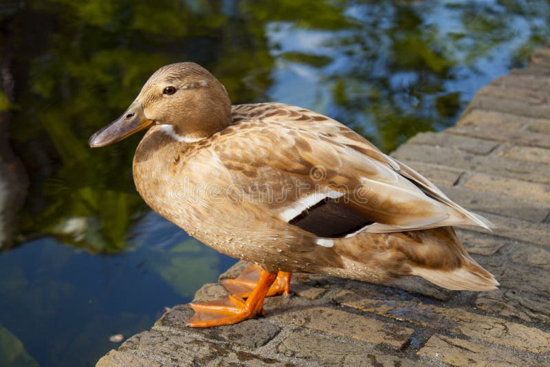 Light brown duck stock image. Image of orange, mallard - 40561073