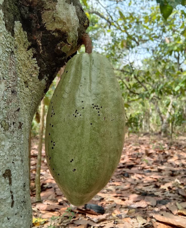 Light brown fruit stock image. Image of condition, brown - 296341685