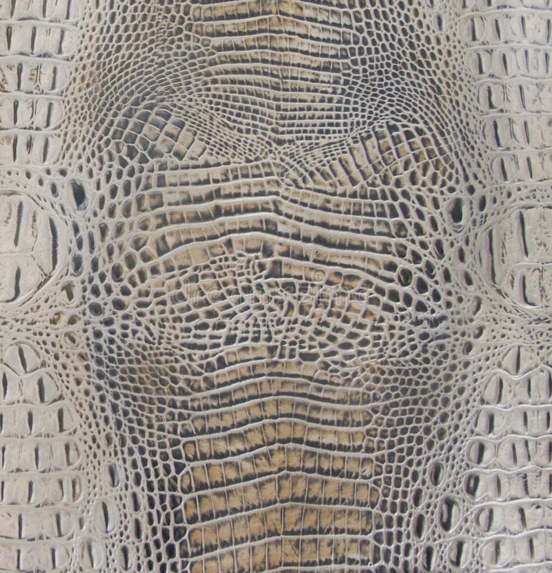 Light Brown Gator Belly Texture Stock Photo - Image of light, perfect ...