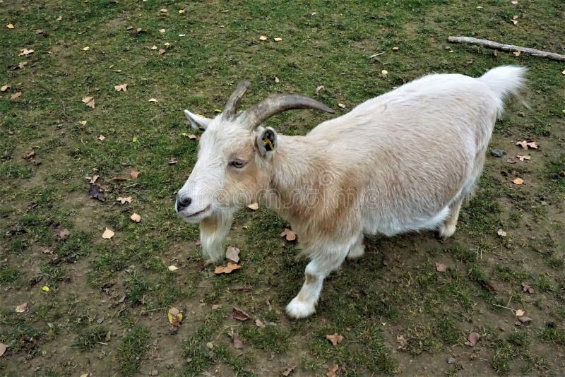Light Brown Goat with Horns Looking Inquisitive Stock Image - Image of ...