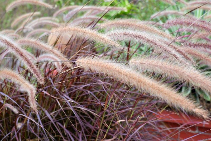 Light Brown Grass and Trunk Like Flowers Blown by the Wind Stock Photo ...