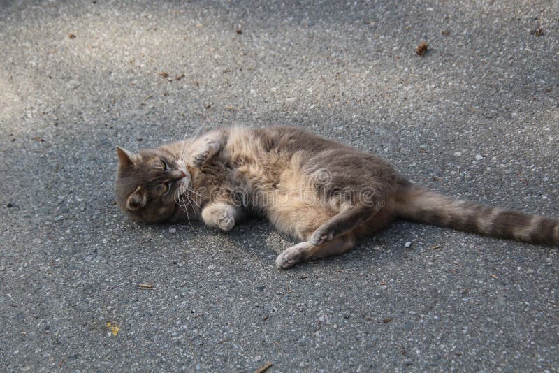 A Grey Light Brown Cat Sitting Hunched Over Stock Image - Image of ...