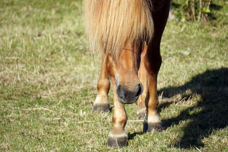 Light Brown Horse on Pasture - Close-up on Head Stock Image - Image of ...