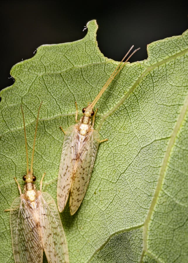 A Light Brown Insect with Long Antennas and Large Wings on a Tree Leaf ...