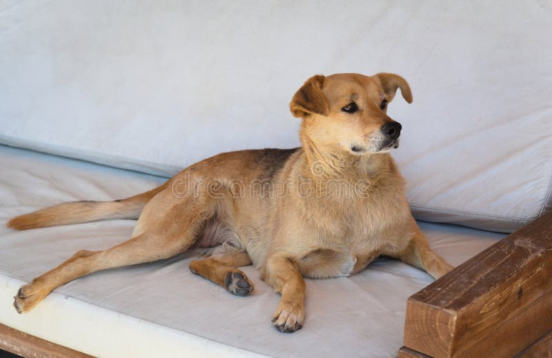 Light Brown Labrador Sits on a Bench - Pucon - Chile Stock Image ...