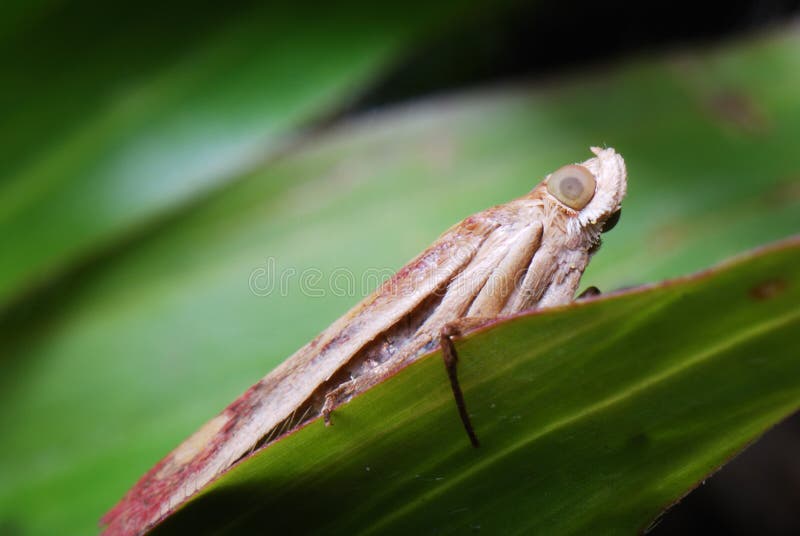Brown plant hopper stock image. Image of brown, compound - 14409493