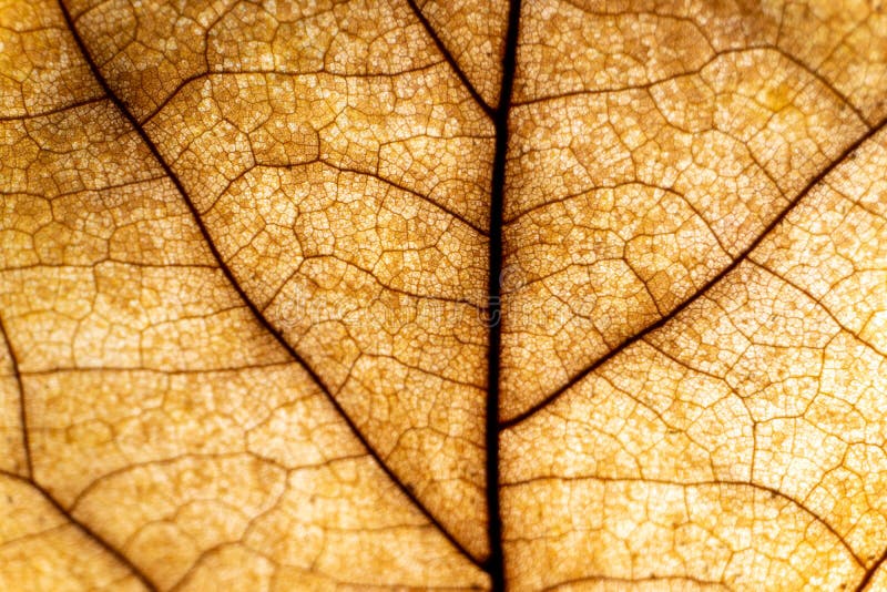 Light Brown Leaf Macro Texture with Backlight Stock Image - Image of ...