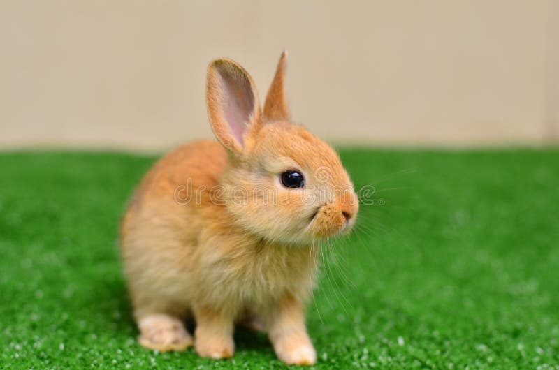 The Light Brown Little Rabbit Look so Cute with the Green Grass. Stock ...