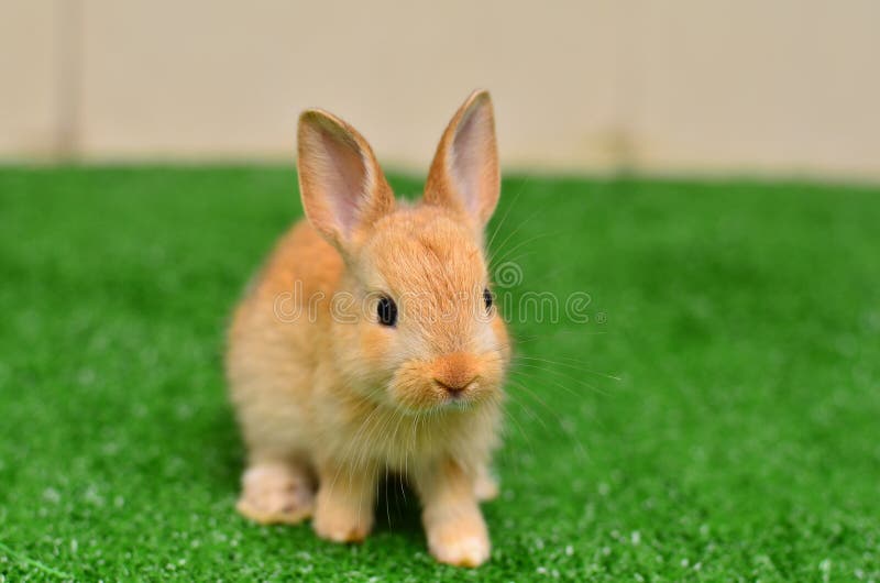 The Light Brown Little Rabbit Look so Cute with the Green Grass. Stock ...
