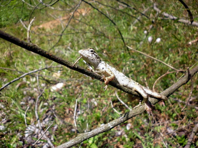 A Light Brown Lizard Lying on a Dry Stick Stock Image - Image of full ...