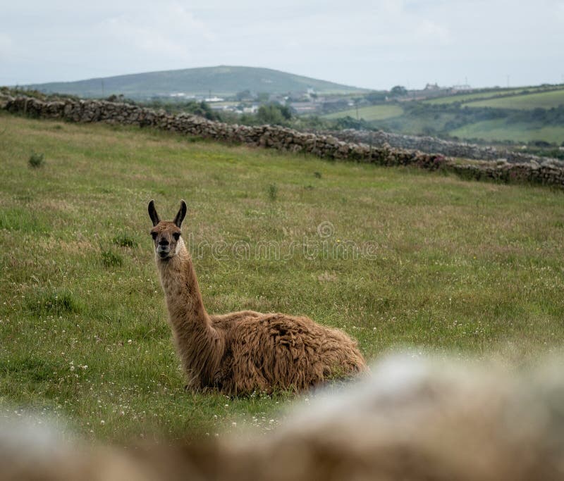 Light Brown Llama Sitting on a Green Field Stock Image - Image of drawn ...
