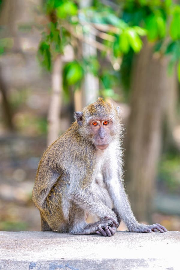 Light Brown Macaque with Bright Orange Eyes Sits on a Blurred ...