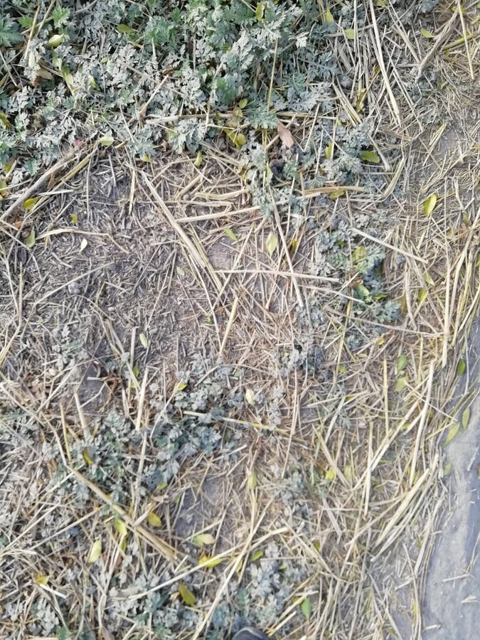 Light Brown Mad Texture Background Stock Image - Image of river, cracks ...