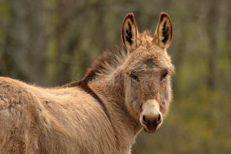 Donkey Stock Images - Download 23,923 Royalty Free Photos - Page 5