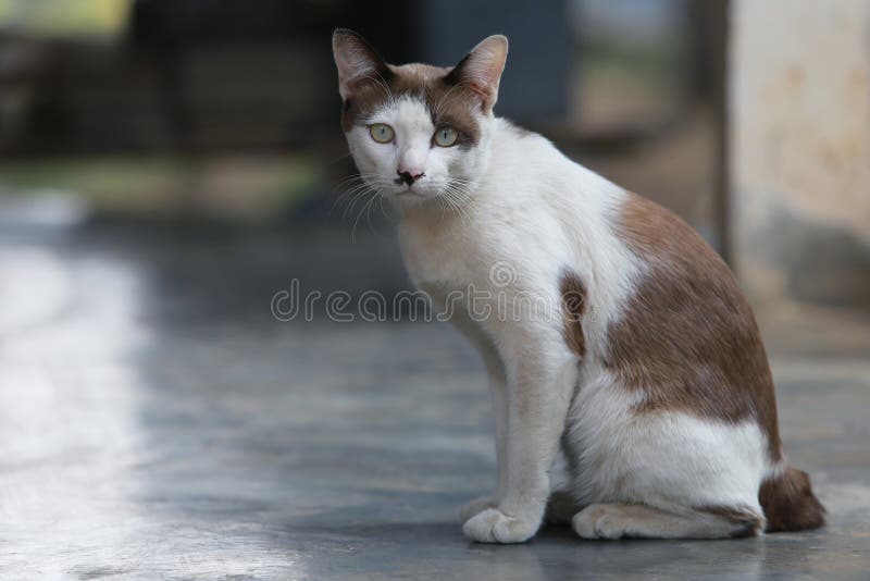 Animals Full Nails Stock Photos - Free & Royalty-Free Stock Photos from ...