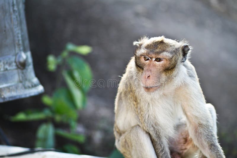 Light Brown Monkey stock image. Image of bell, exotic - 43749065