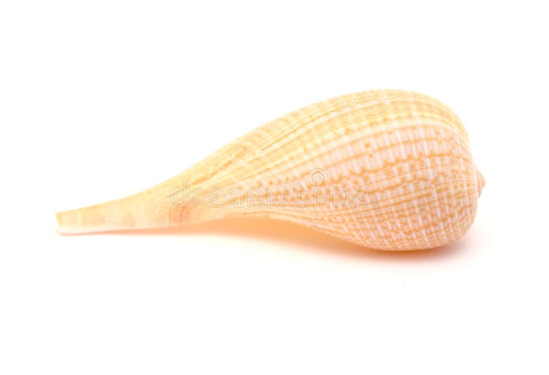 Light Brown and Orange Fig Shell Isolated Stock Photo - Image of ...