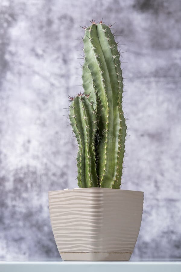 Light Brown Pot with Cereus Cactus with Many Pointed and Prickly Spikes ...