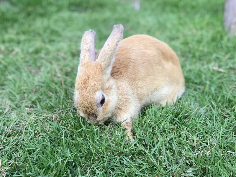 103 Norway Rabbit Stock Photos - Free & Royalty-Free Stock Photos from ...