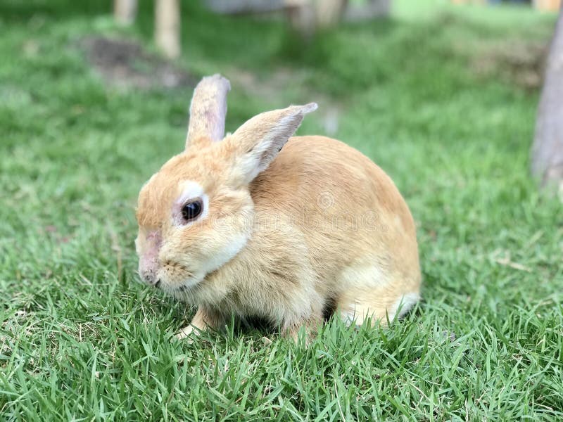 103 Norway Rabbit Stock Photos - Free & Royalty-Free Stock Photos from ...