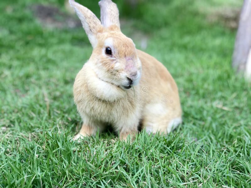 Light Brown Rabbit on the Lawn Stock Photo - Image of hung, fleet ...